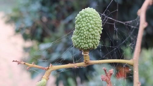 Litchi Fruit Cycle - Think Like A Plant