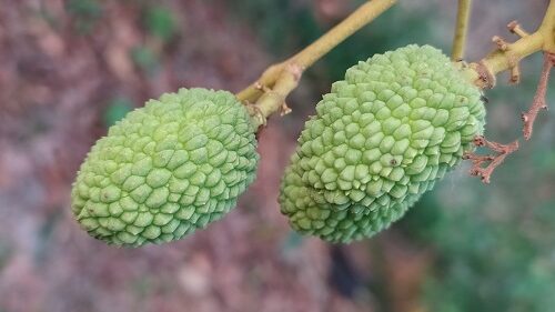 Litchi Fruit Cycle - Think Like A Plant