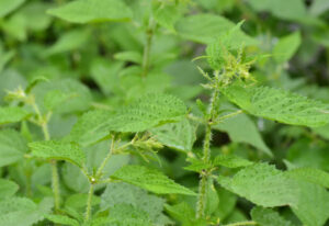 Wild Vegetables of Nepal (Non-domesticated) - Think Like A Plant